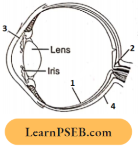 PSEB Class 11 Biology Sense Organs Multiple Choice Question and Answers – Learn PSEB